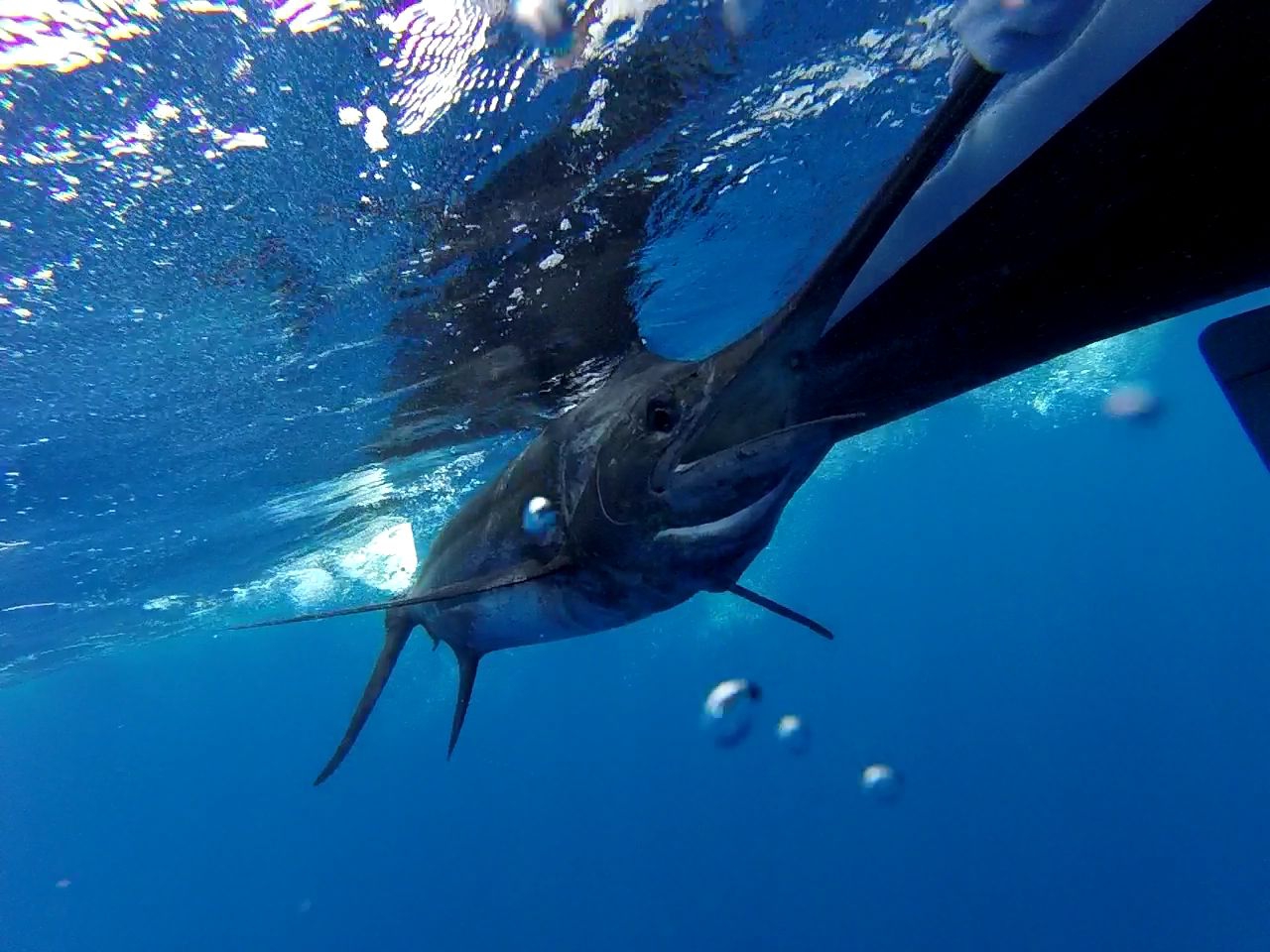 Full Day 8 Hours Deep Sea fishing - Desperado Boat Trips Curacao Klein ...